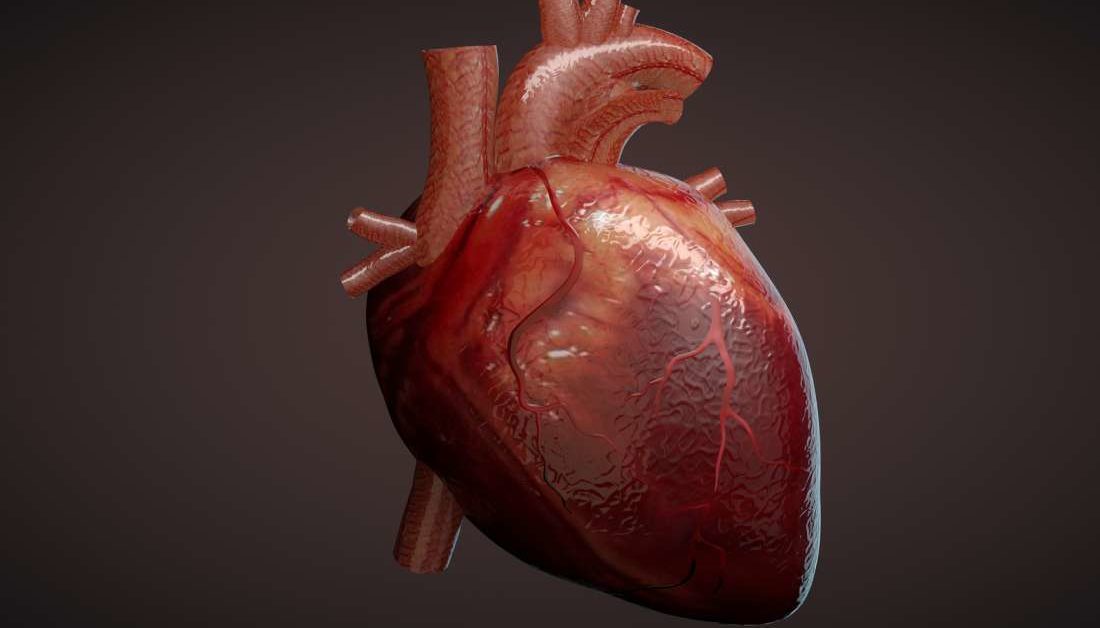 Muscle Cells Heal Heart Attack In Mice - GhScientific