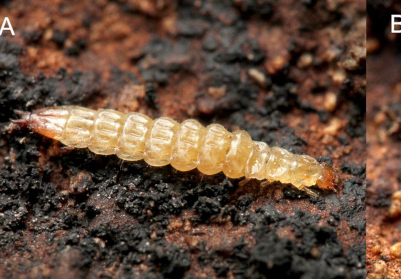 Scientists Find Superworms That Love Eating Styrofoam - GhScientific