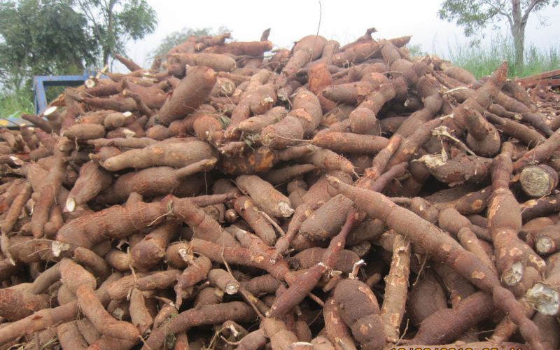 African Cassava Genome A Success - GhScientific