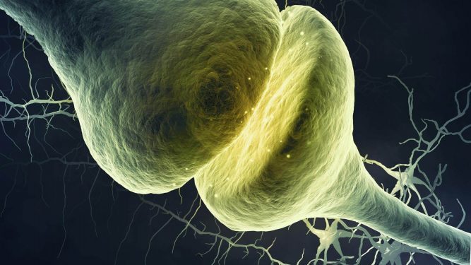 New Type of Synapse Discovered Involving Tiny Neuronal Hairs - GhScientific