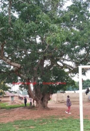 Centuries-Old Mango Tree With 3 Different Fruits - GhScientific