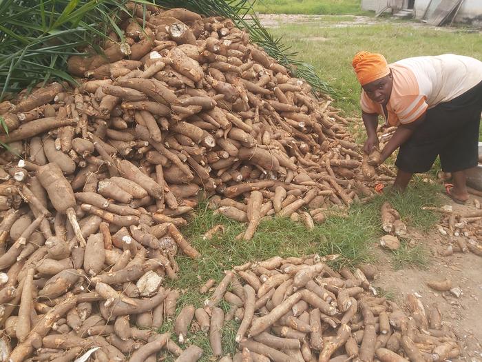 Faster way to dry cassava - GhScientific